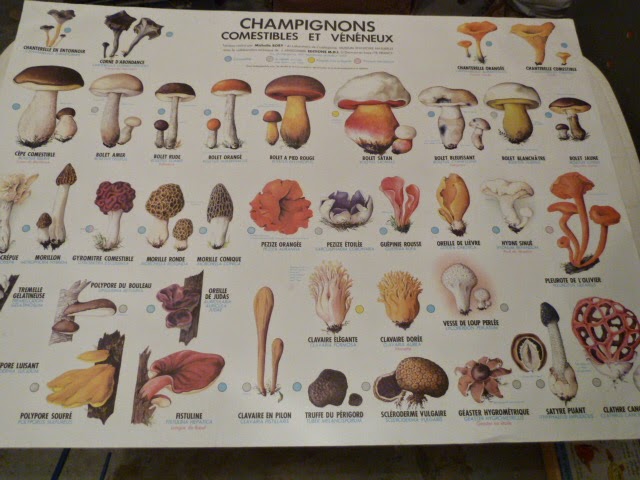 Ecole FMR 1000 Affiches scolaires: les champignons