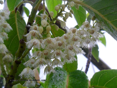 Indian Olive(জলপাই ফুল) - Elaeocarpus floribundus