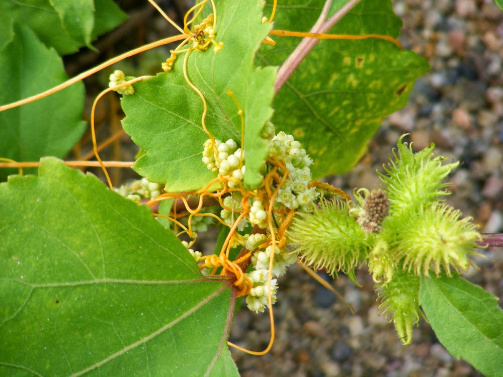 Loire Valley Nature: Dodder Cuscuta epithymum