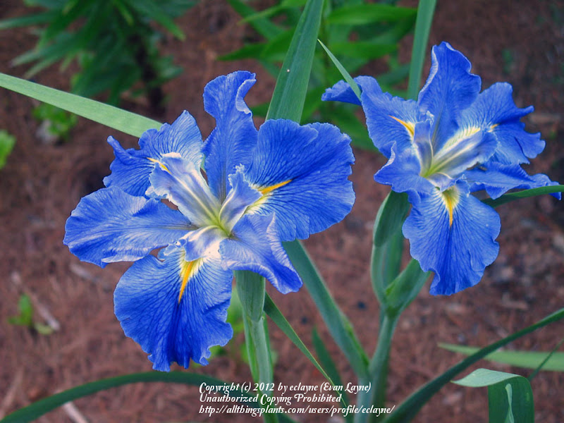World of Irises: Irises: The Best and the Bluest, Part Two