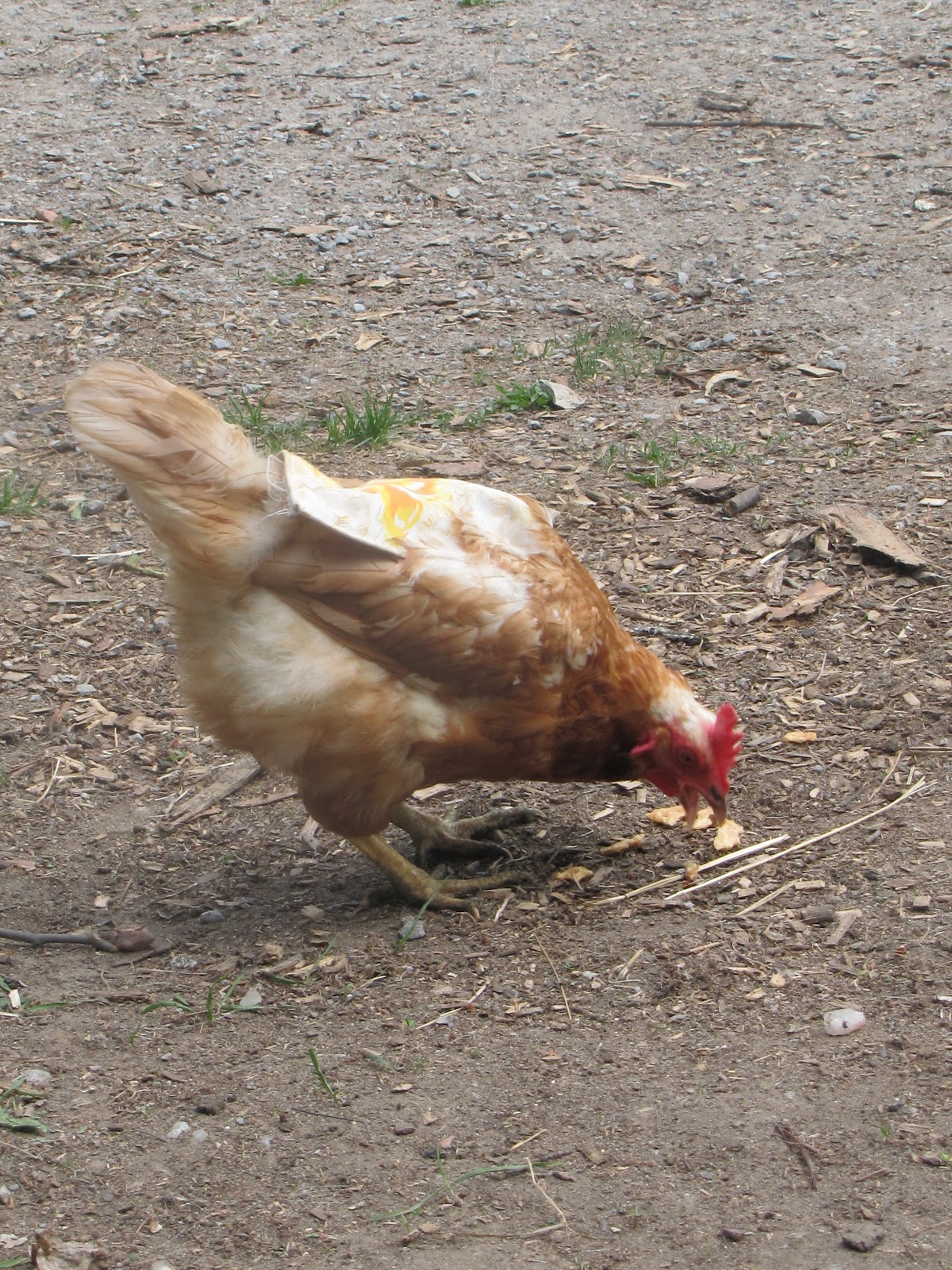 Woodsmoke And Wool: Chickens!