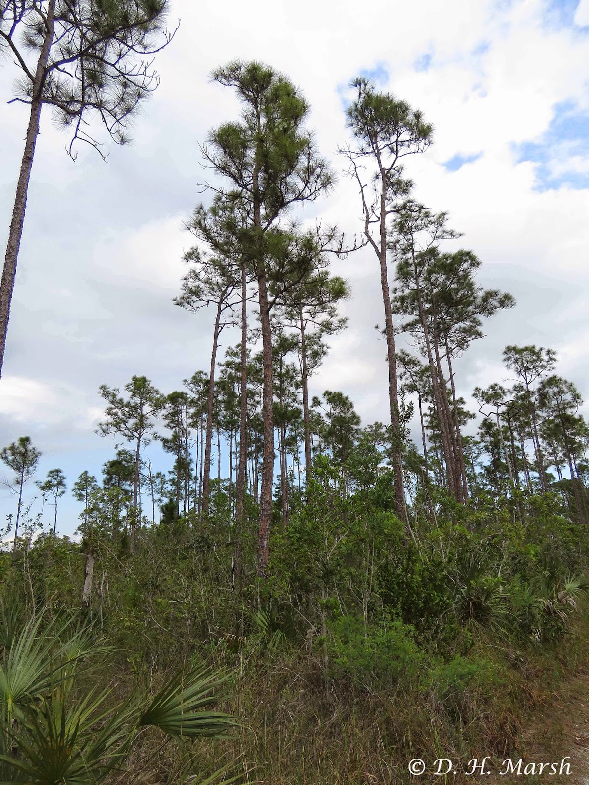 Around the Bend: Florida's Pine Rocklands and a Lovely Moth