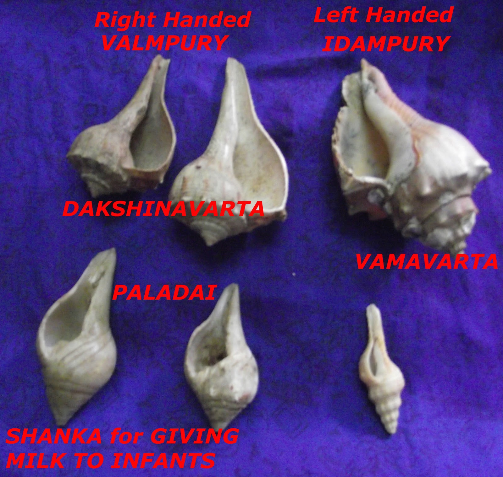Ramvaidyblog: SHANKA - SANGU- CONCH