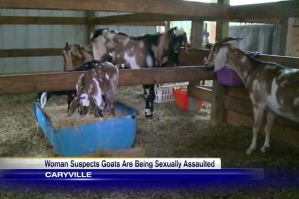 Woman suspects a man keeps raping her goats, calls the police