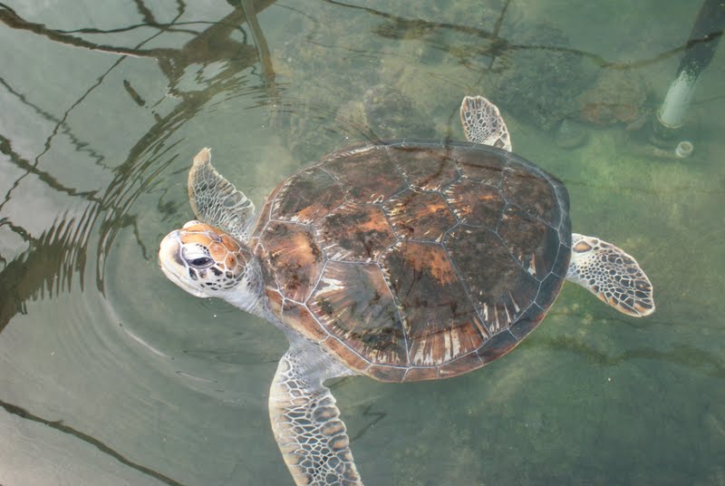 Nele & Andrew Around Oz: Cable Beach Caravan Park, Broome, WA