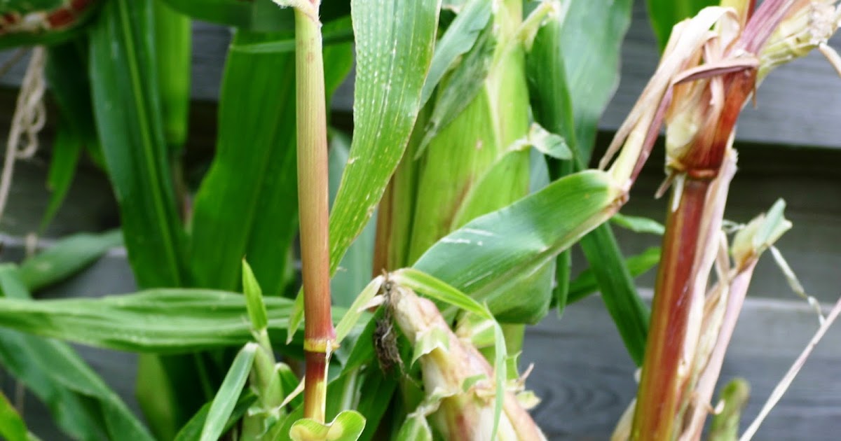 Stadstuinieren met Pit: Boxboles en Tamalitos