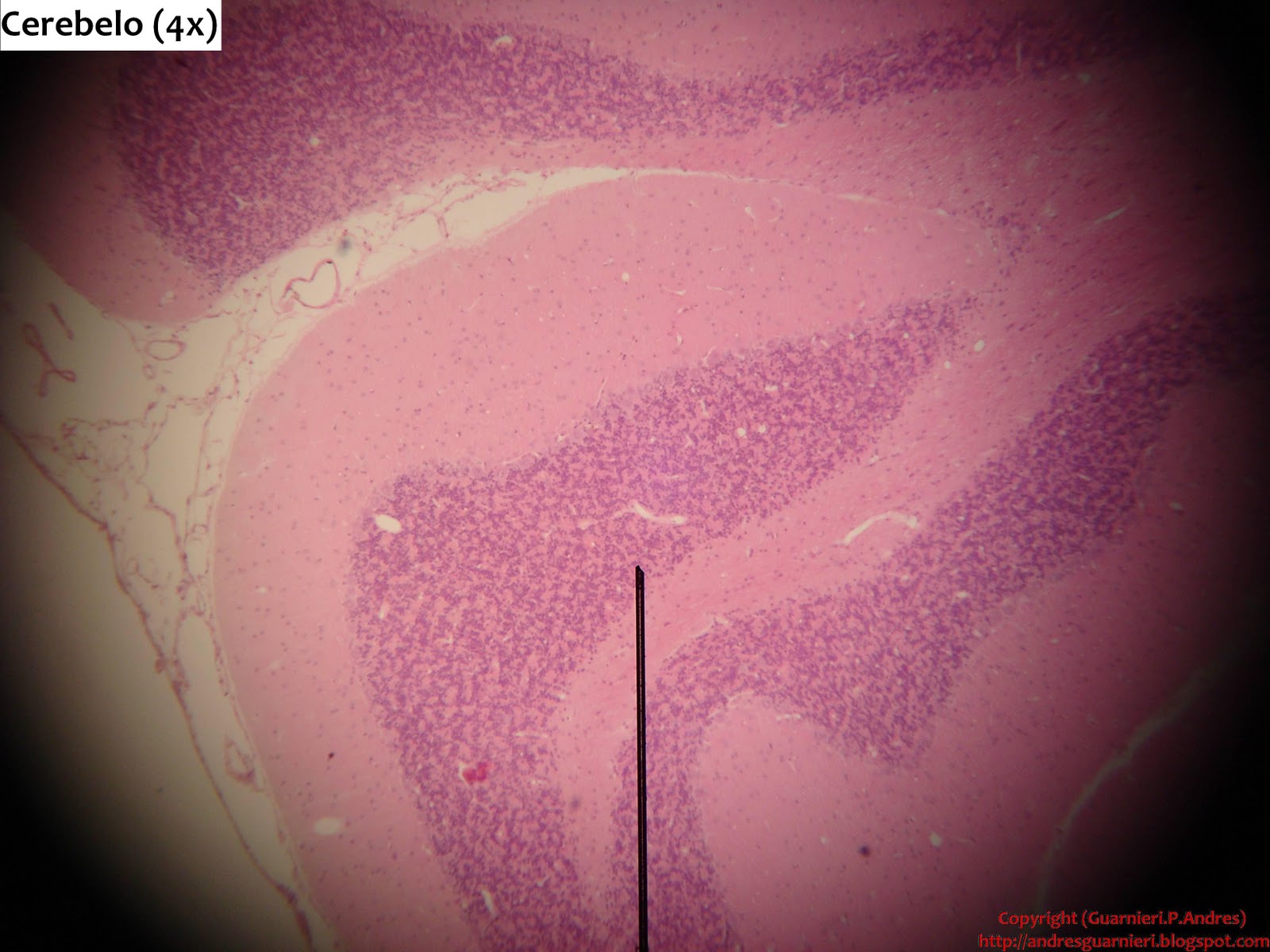 Medicina - Histología Humana / Medicine - Human Histology: Histologia ...