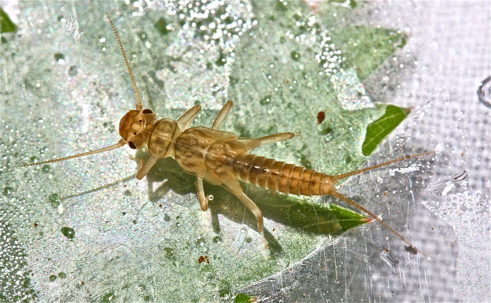 Aquatic Insects of Central Virginia: The Perlodid stonefly, genus ...