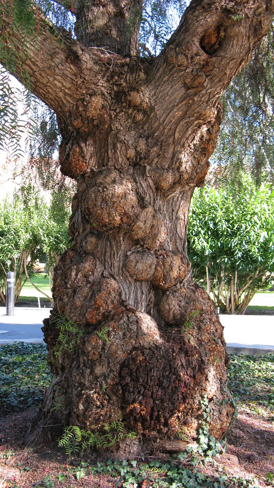 Trees of Santa Cruz County: Schinus molle - California Peppertree