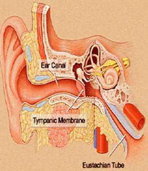 Muffled Hearing | eMedicalHelp