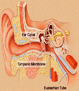 Muffled Hearing | eMedicalHelp