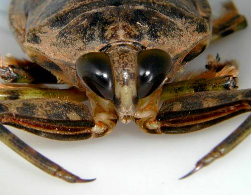 Tropical Daydreams: Creepy Crawlies