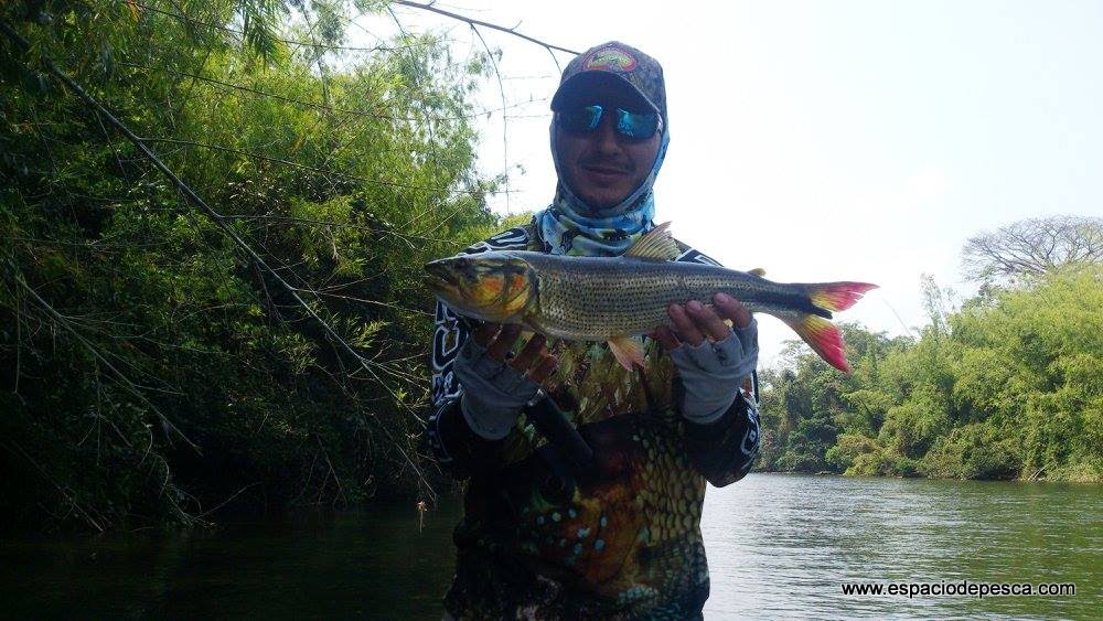 Espacio de Pesca: Pesca de Picuda (salminus affinis) y Moncholo ...