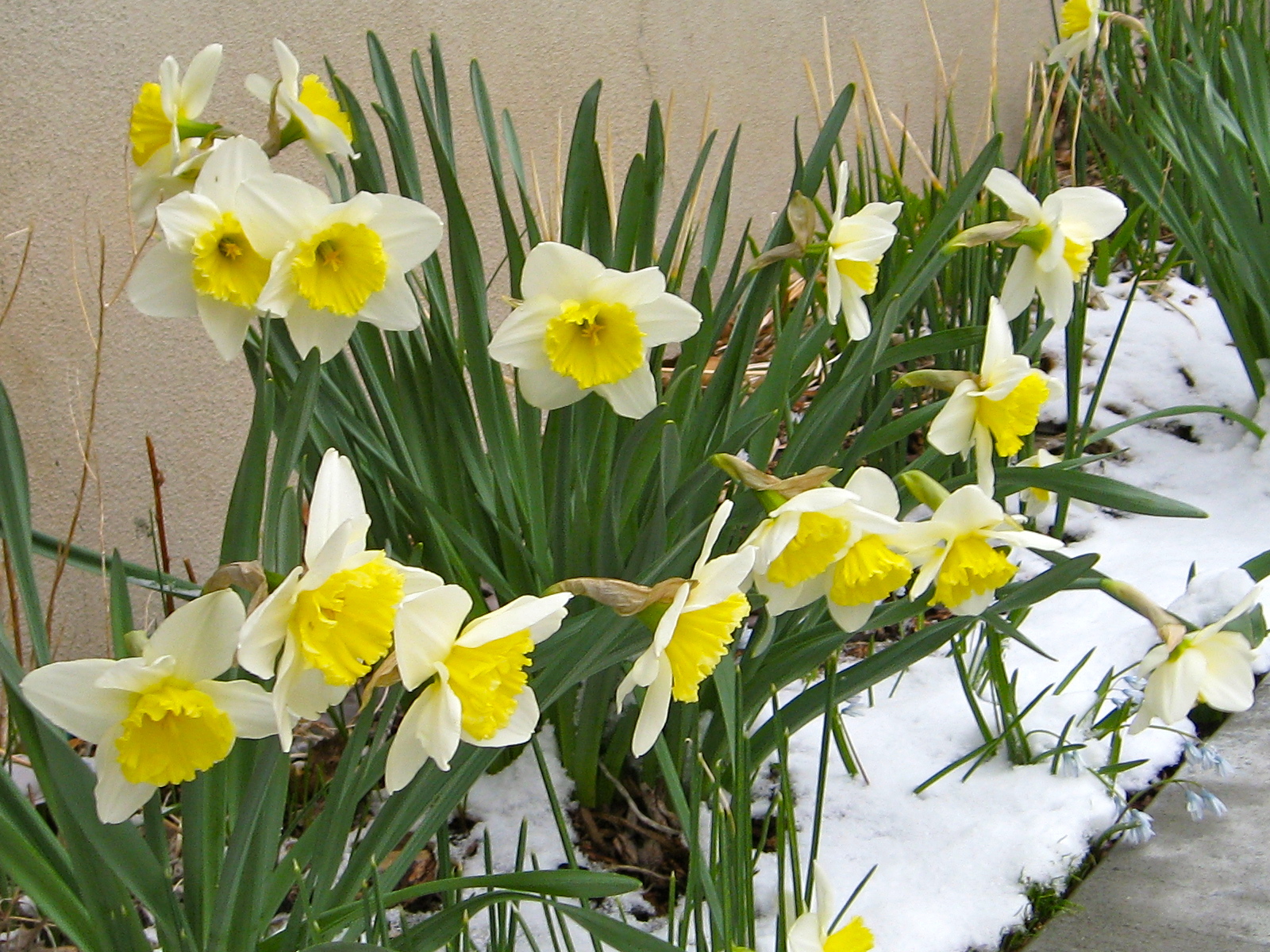 My Mountain Green: Daffodils in White!