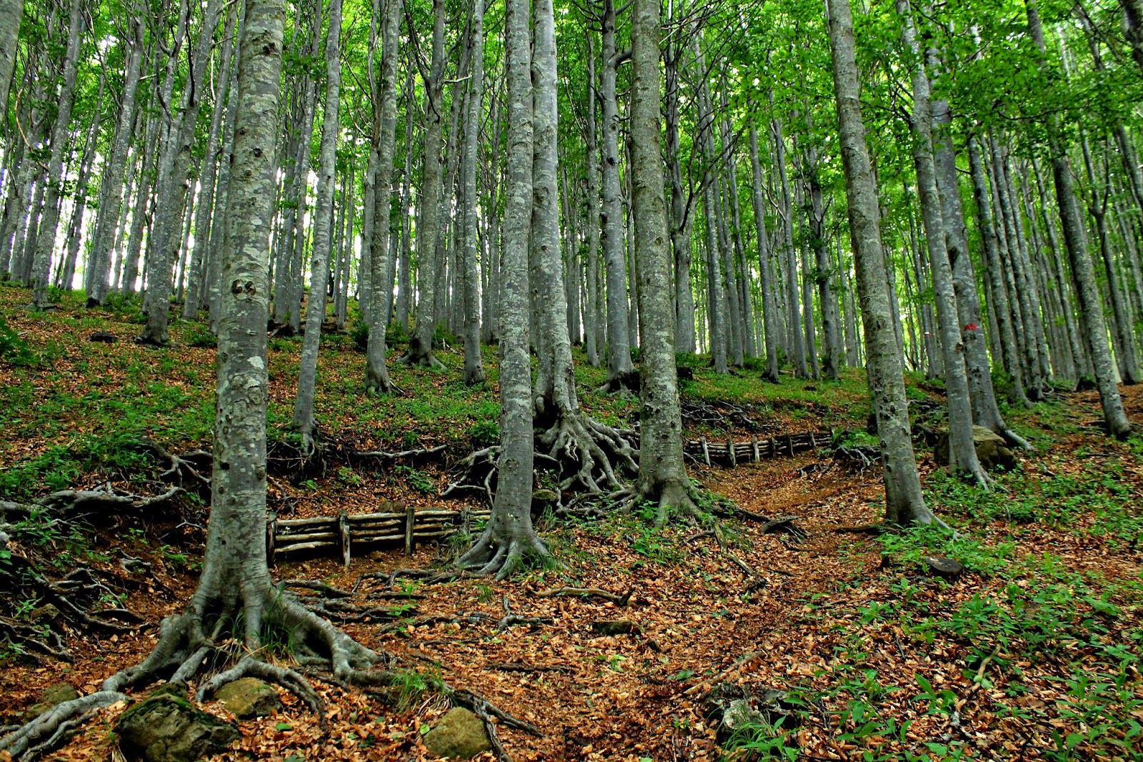 Giornata Mondiale delle foreste International Day of Forests - IL MONDO ...