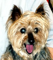 Insights into Veterinary Endocrinology: Managing Dogs with Insulin ...