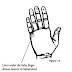 Medical Stigmata Lines On Hand In Palmistry ~ INDIAN PALM READING ...