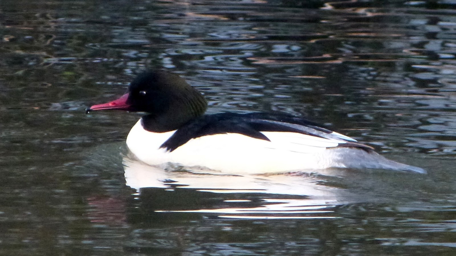 Fauna & Flora in close-up: Male and female Merganser ( Goosander ) duck