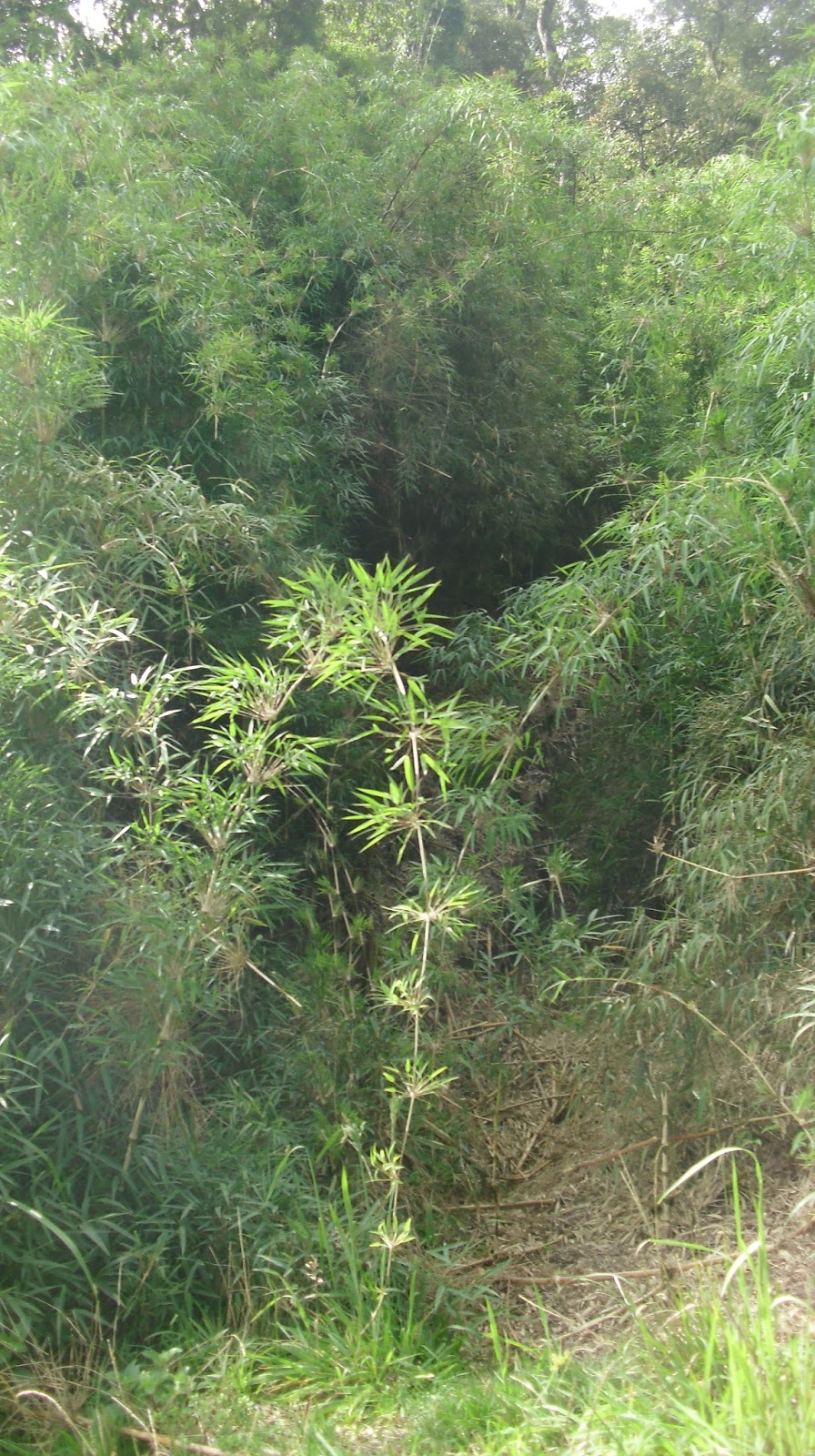 Andando por Venezuela: Pico Codazzi