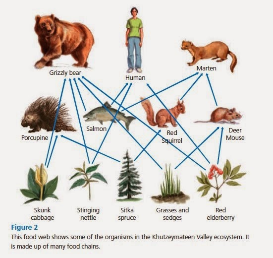 Ms. Robinson's Super Scientists: Food Webs - Day 2