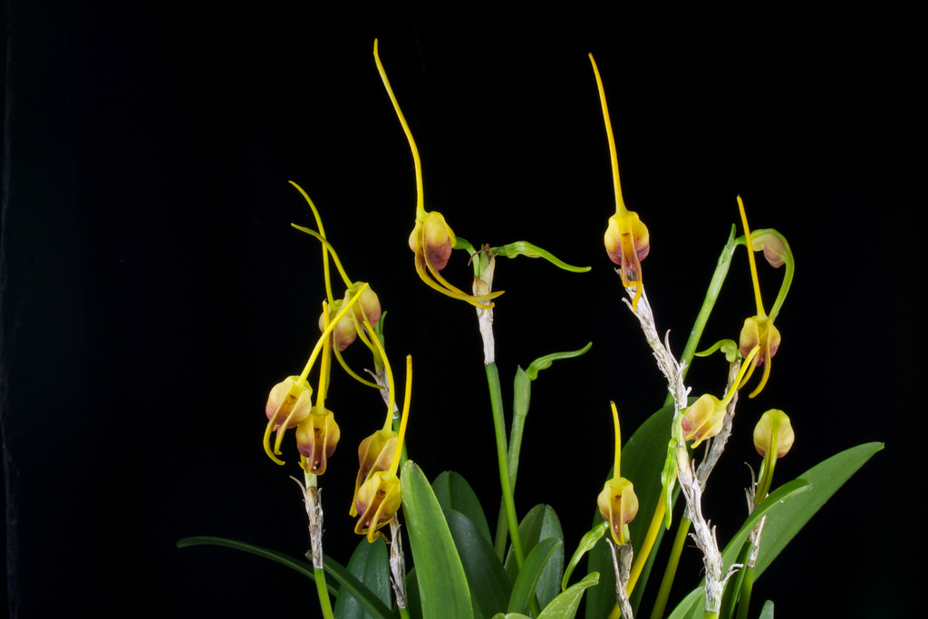 Masdevallia buccinator care and culture | Travaldo's blog