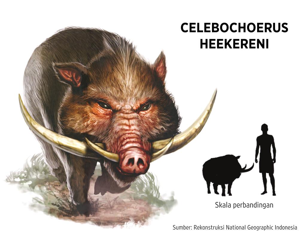 SANG PENCARI: Jejak Isolasi dari Fosil Binatang Purba Sulawesi