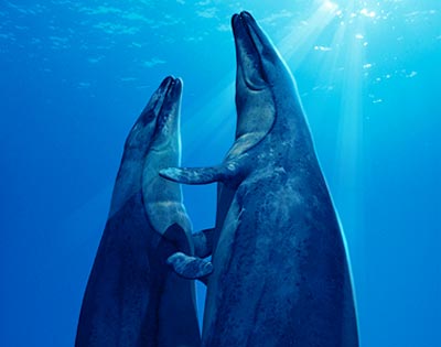 Basilosaurus | The Life of Animals