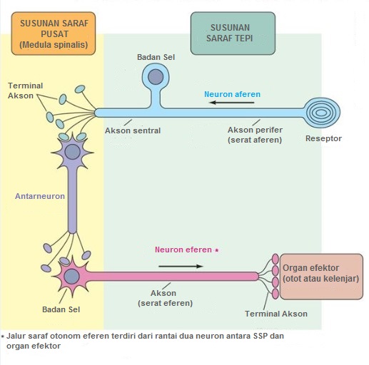 Sistem saraf manusia: Sel saraf manusia