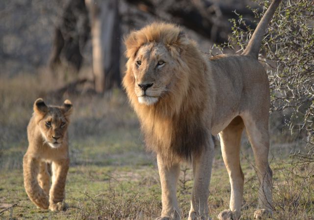 Lejon på morgonsafarin - Sydafrika i ett nötskal