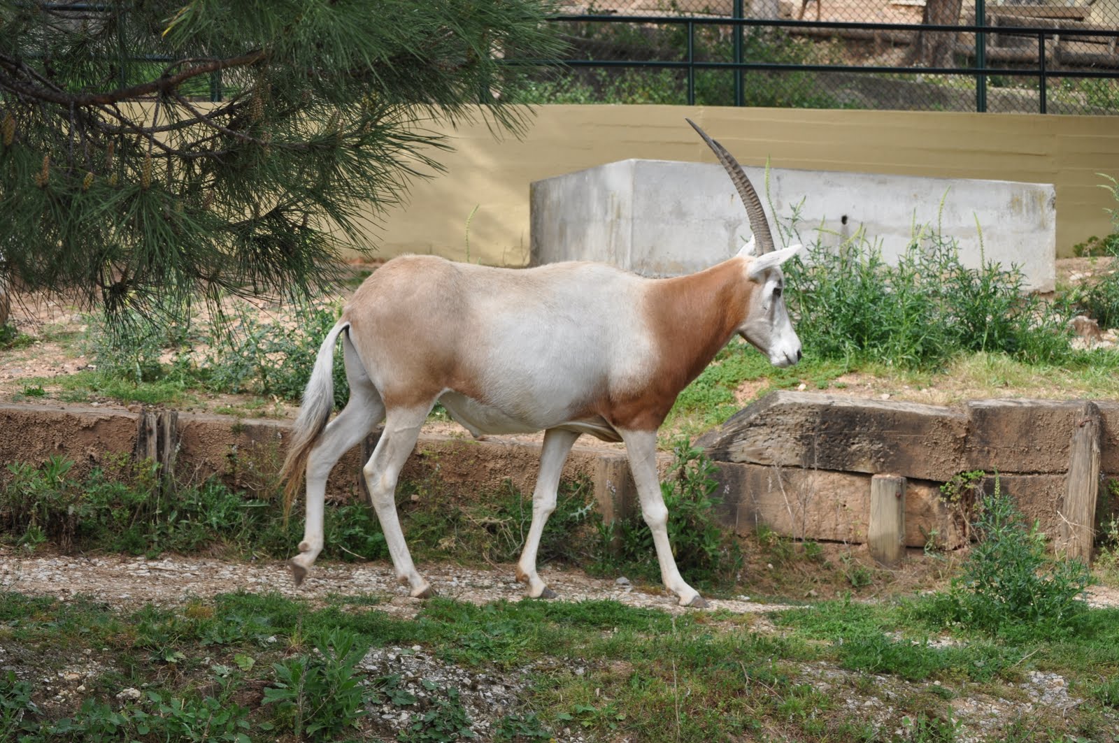 ZOOTOGRAFIANDO (6.100 ANIMALS): ORIX DE CUERNOS DE CIMITARRA / SCIMITAR ...