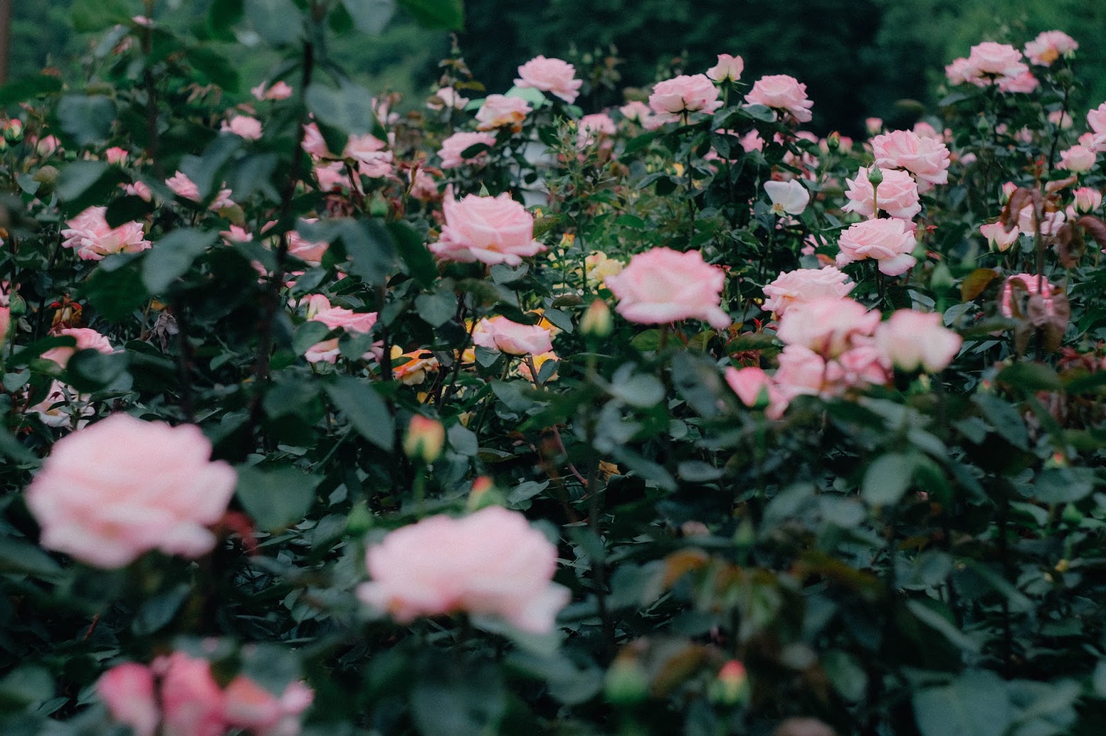 Bucheon Dodang Mountain One Million Rose Garden - 부천 도당산 백만송이 장미원 ...