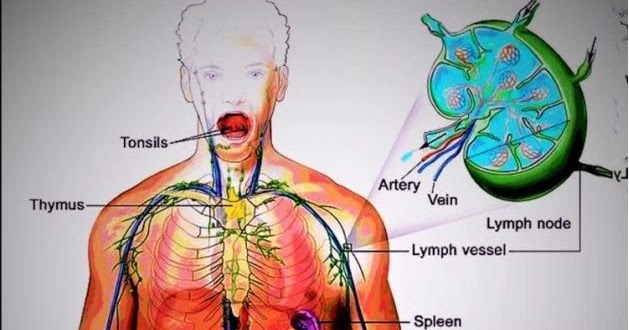 perjalanan sisas: Pengertian, Struktur dan Fungsi Limpa