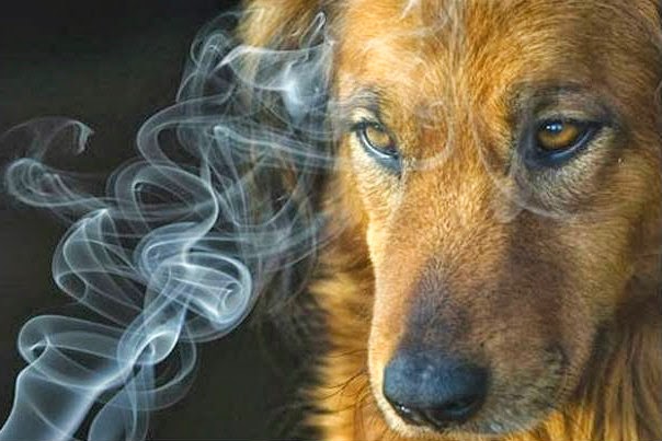 El humo del cigarro también afecta a los perros. - Mundo Feliz