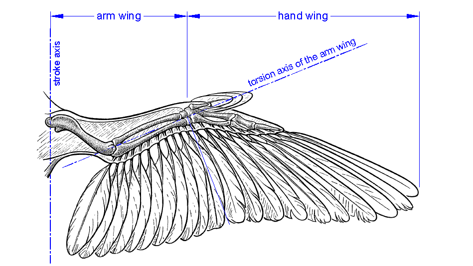 Rigging Asylum: Bird Anatomy - Skeletal