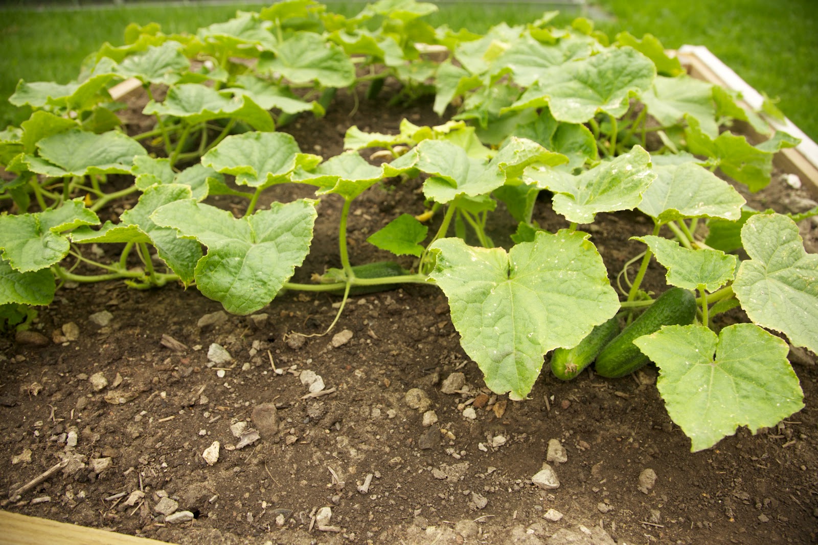 Muraste aed: Esimesed kurgid valmis