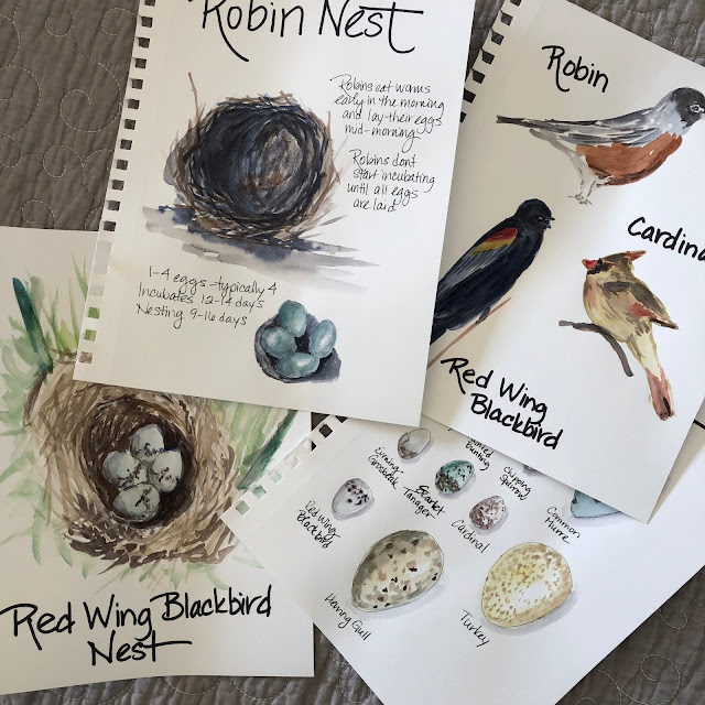 Blackberry Rambles: Nature Journal: Birds, Nests, and Eggs