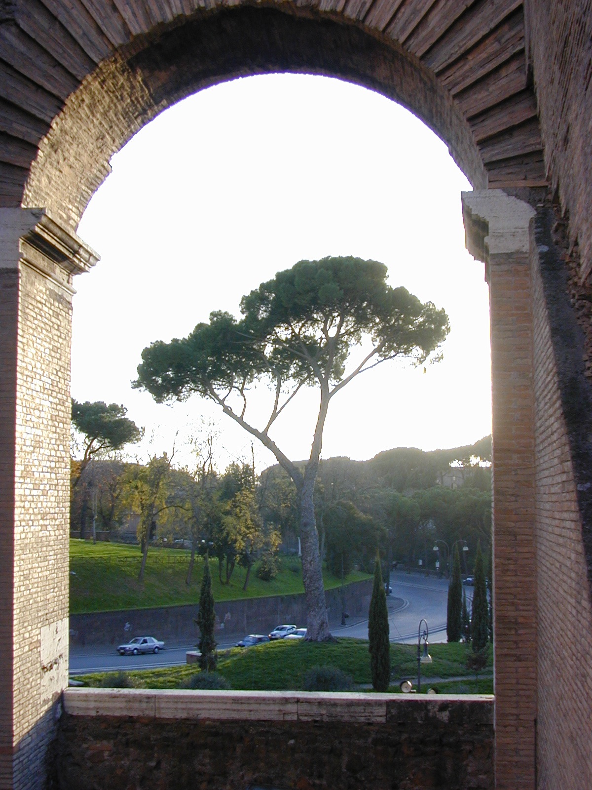 Trees of Santa Cruz County: Pinus pinea - Italian Stone Pine