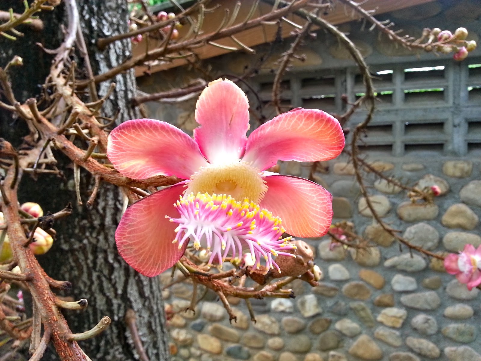 i speak in silence: The Bodhi Tree