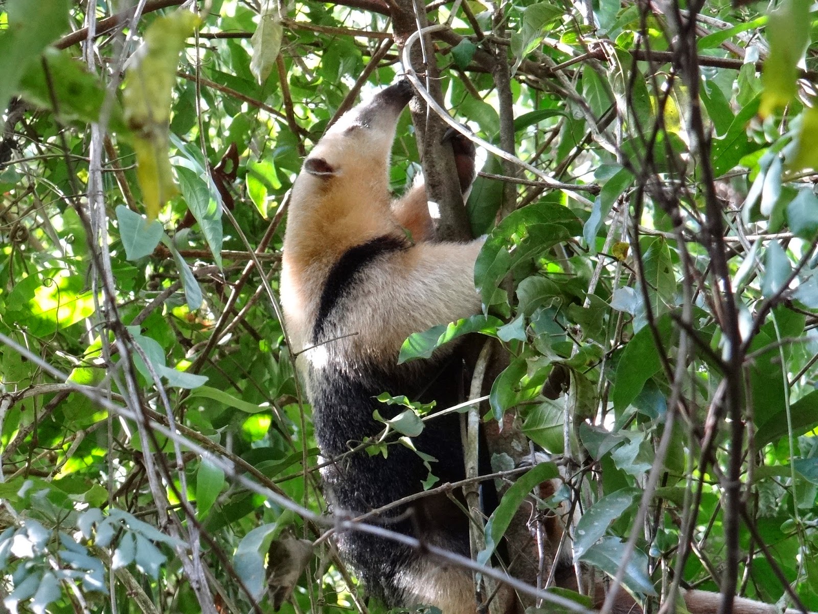 Blog do Ademir Carosia: Tamanduá-mirim