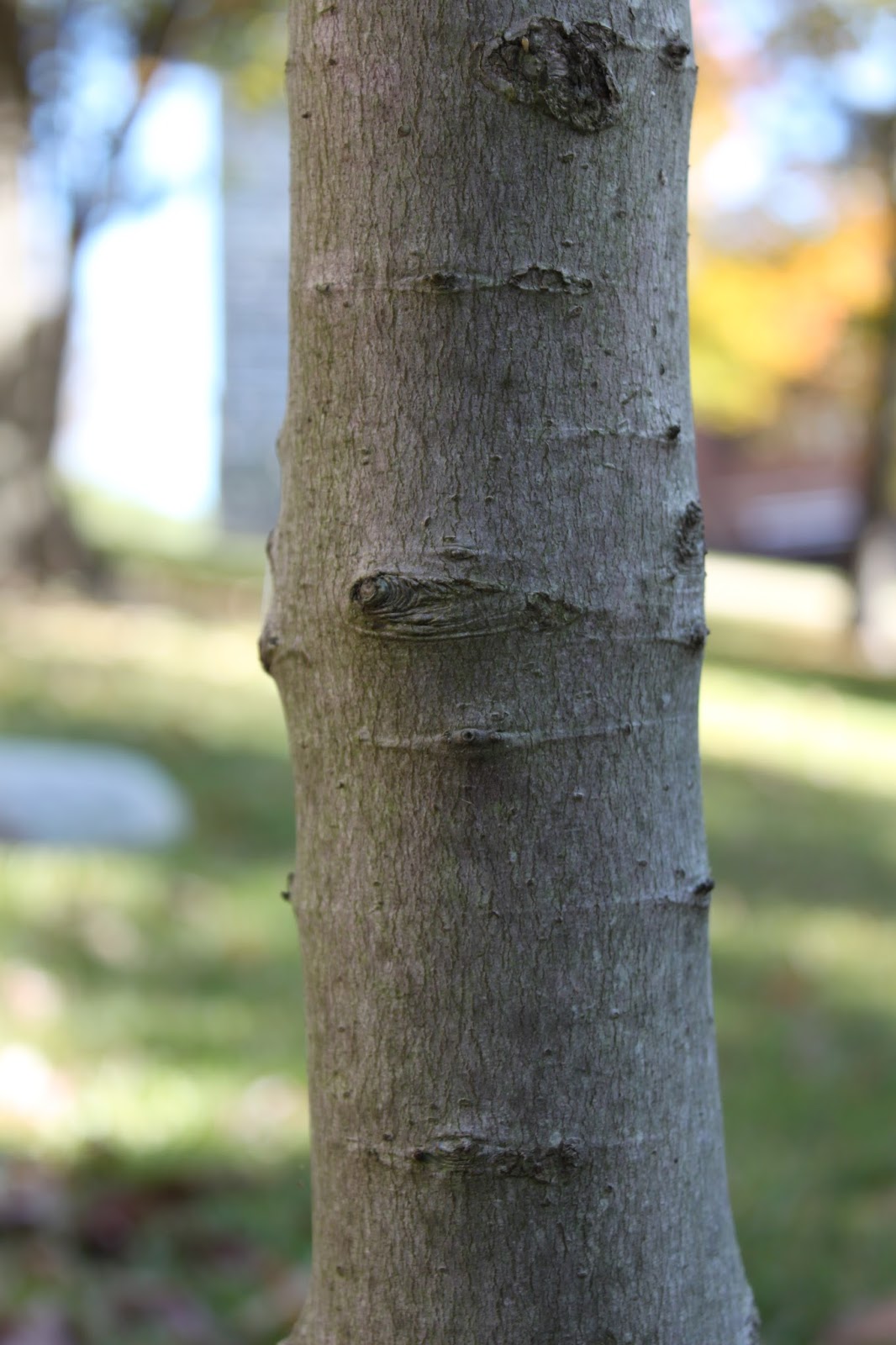Centenary College Arboretum: Tree of the Week: Red Maple (Acer rubrum)