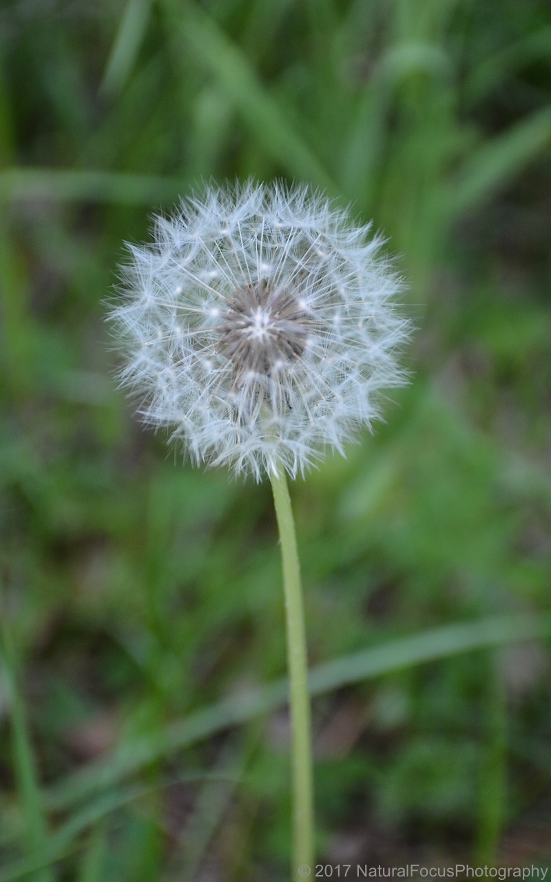 Natural Focus: Nature Photo of the Day #90: Dandelion Puff