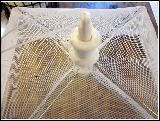 Keep the Bugs Off Your Food!