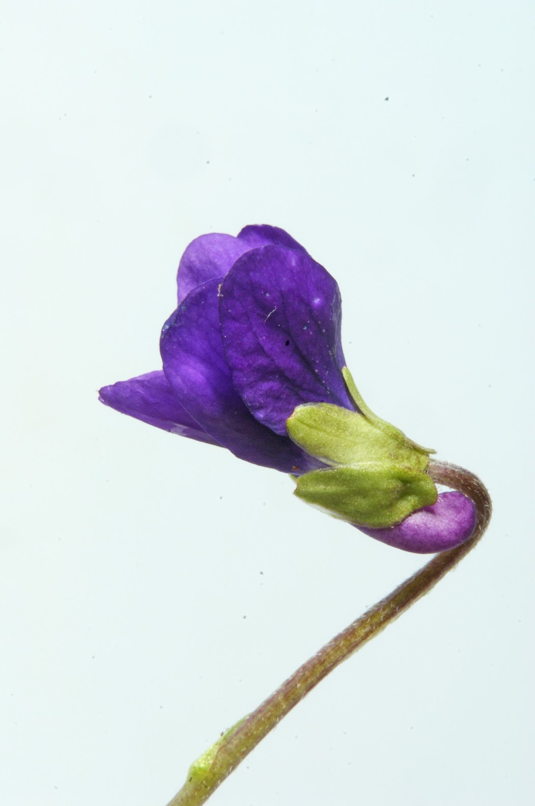You're Going To Eat What?? Violets...Of Course!