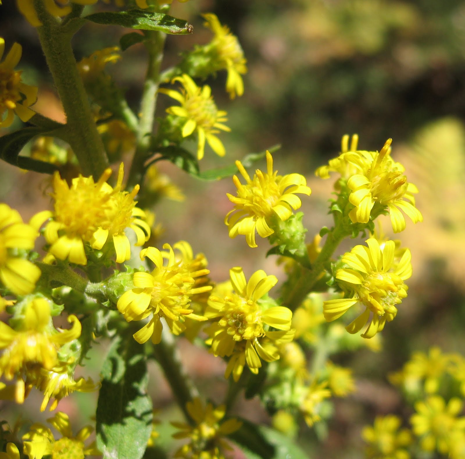 Tangled Web: Getting a Grip on Goldenrods