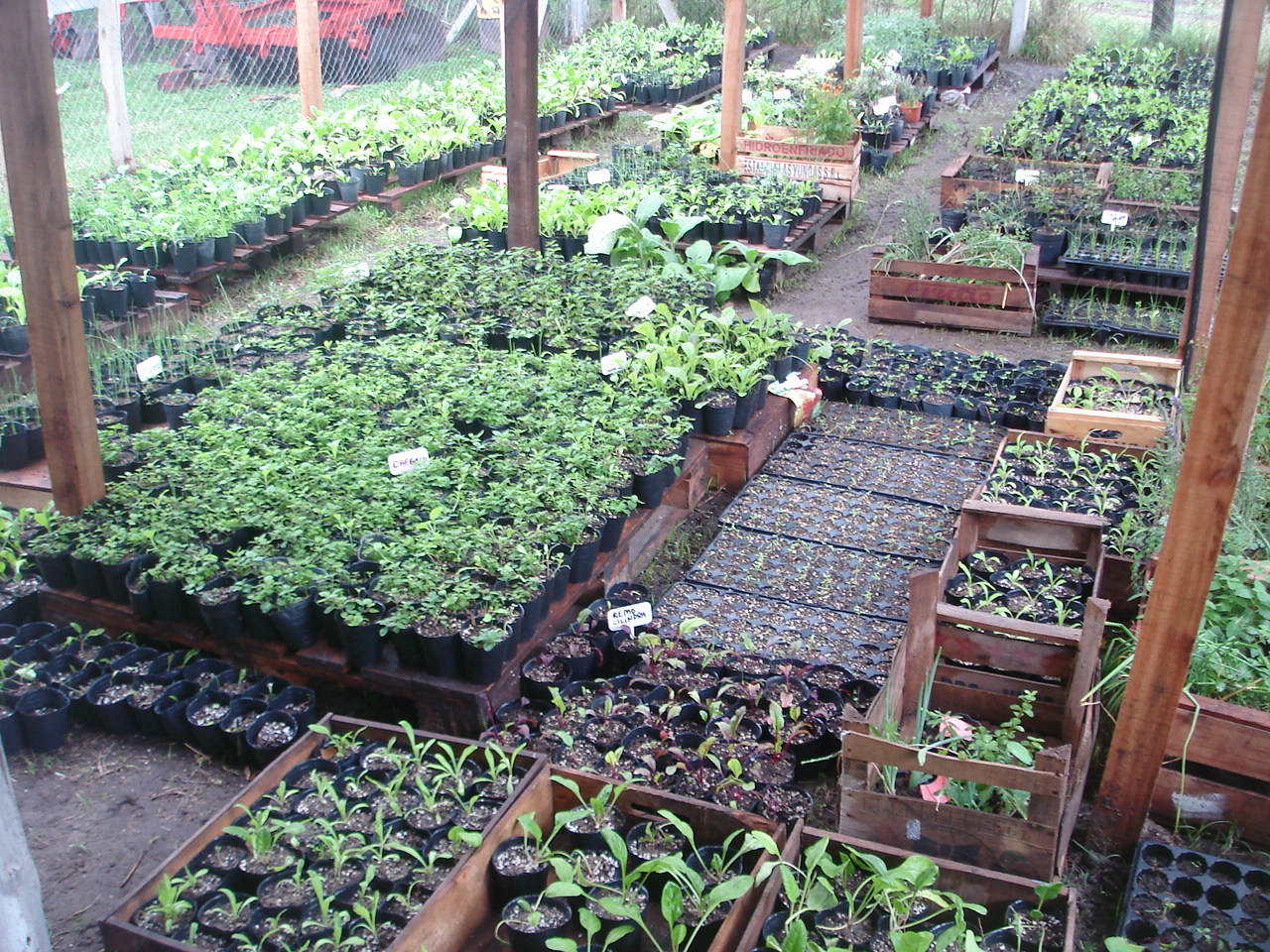 Centro Demostrativo AMBA ProHuerta INTA Castelar: Vivero