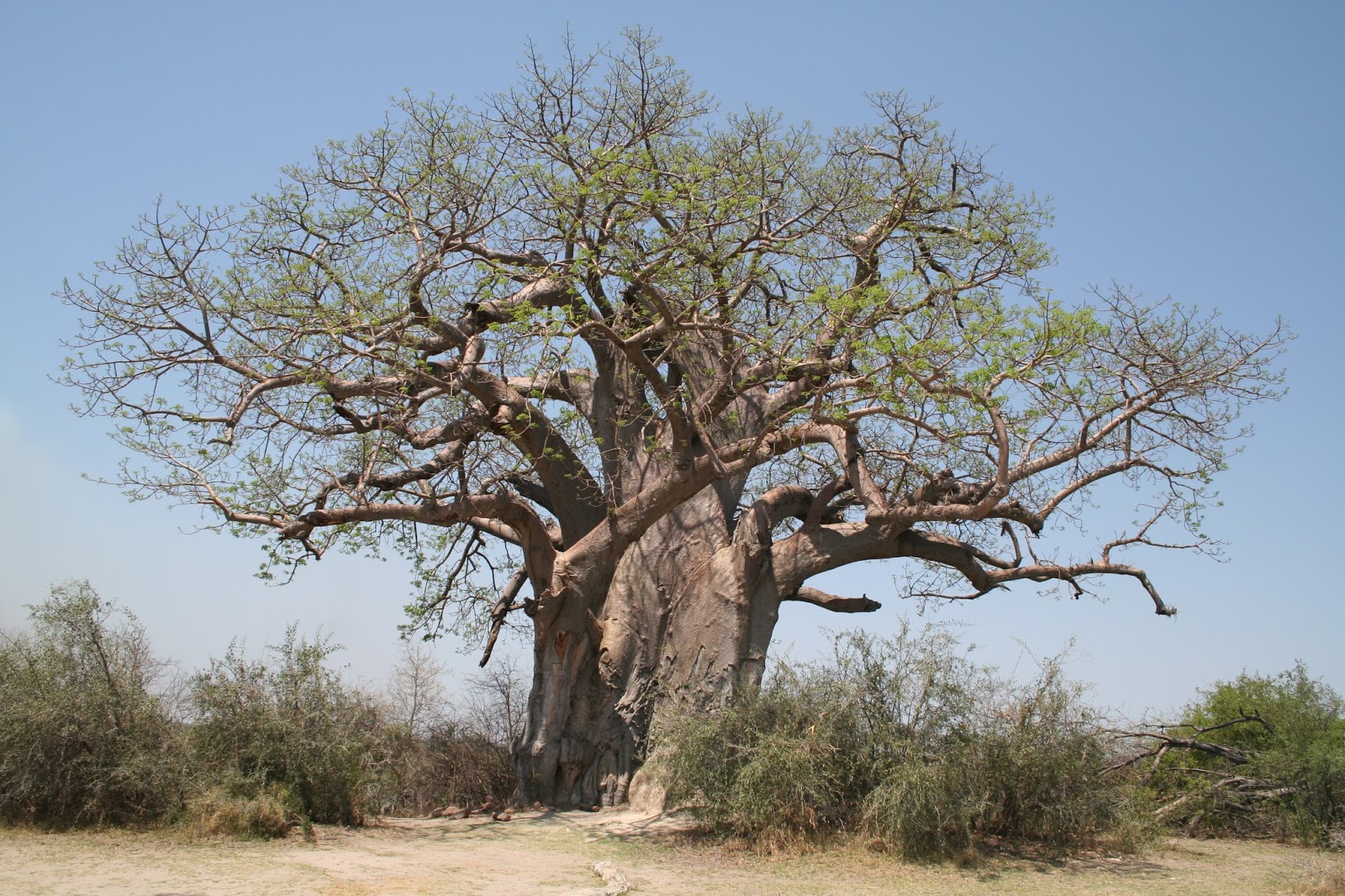 Trees Planet: Adansonia digitata - Baobab