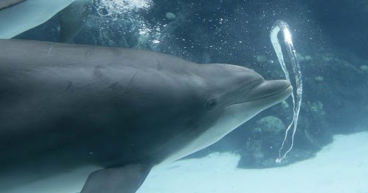 White Wolf : Dolphins create and play with bubble rings in the water ...