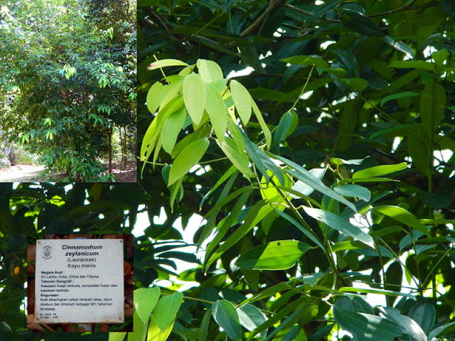 Mengenal Lebih Dekat Kulit Kayu Manis – Cinnamon |MyRokan