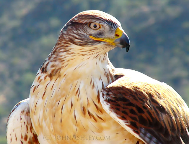 Wild and Free Montana: Ferruginous Hawks: Our Regal, Rusty Raptors