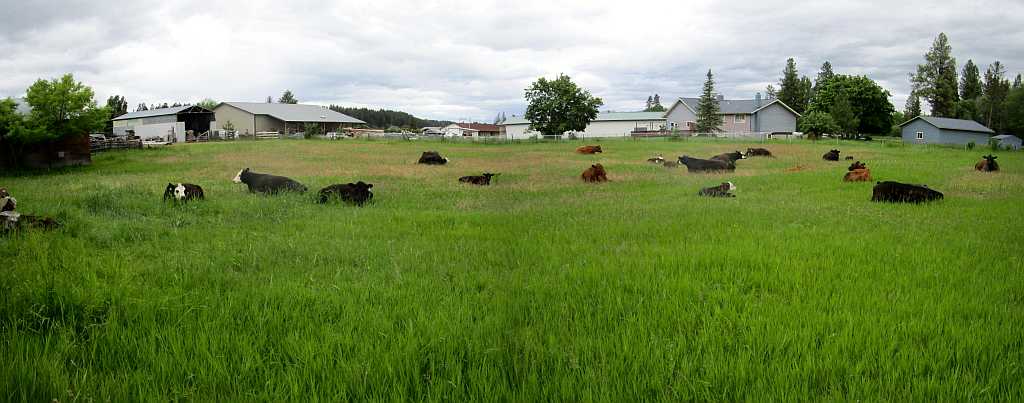 Life among the Tall Pines: Cows happy, Bull unhappy